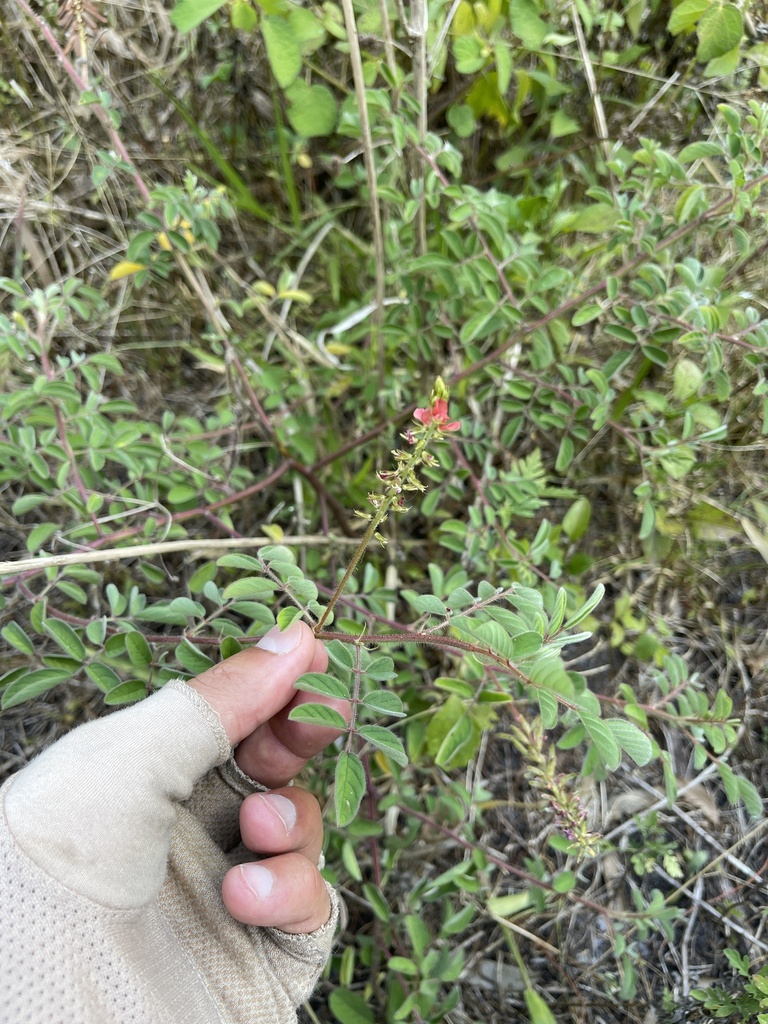 hairy indigo from Kimberly Forest, Margate, FL, US on April 25, 2024 at ...