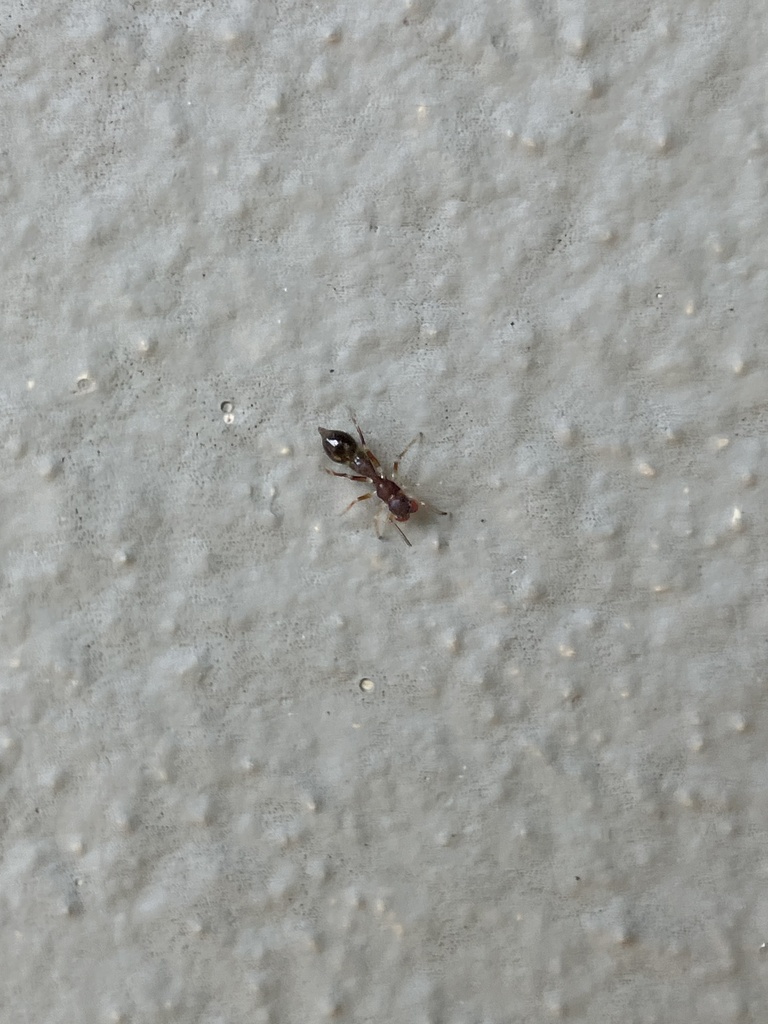 Slender Ant-mimic Jumping Spider from Wood Lake Nature Center ...