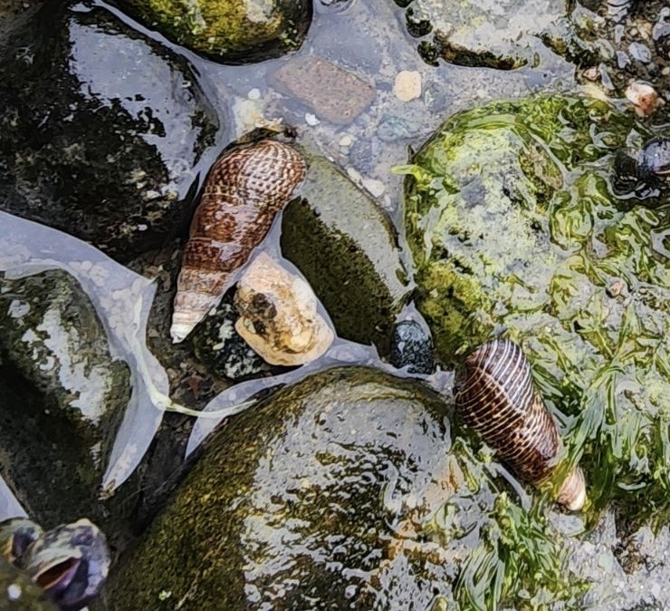 Japanese False Cerith from Bayview Edison Rd, Mount Vernon, WA, US on ...