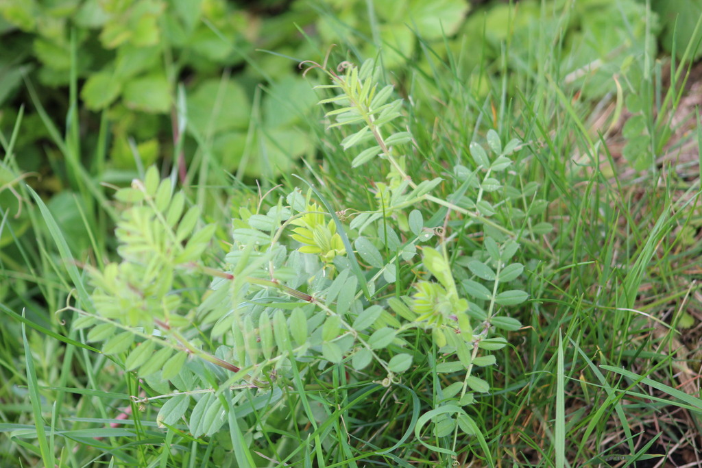 Common Vetch from Manchester, UK on April 24, 2024 at 11:10 AM by MPP ...