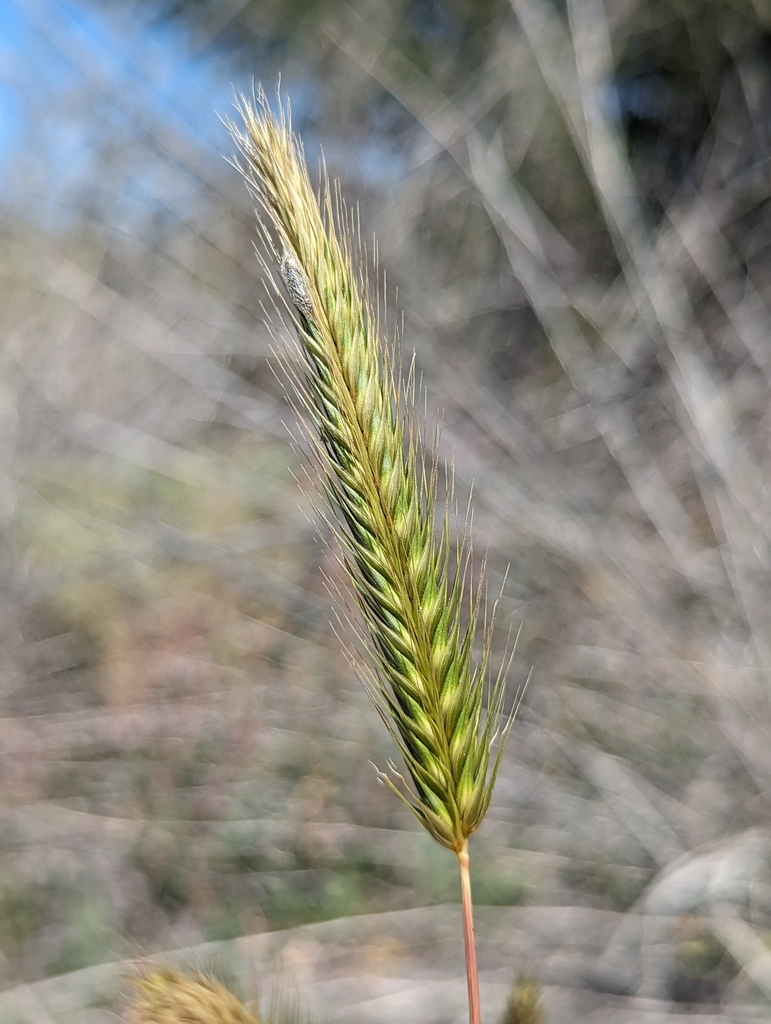 little barley from Vail, AZ 85641, USA on April 25, 2024 at 10:10 AM by ...