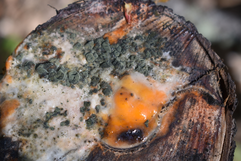 Fusicolla from Howard Buford Recreation Area Lane County, OR, USA on ...