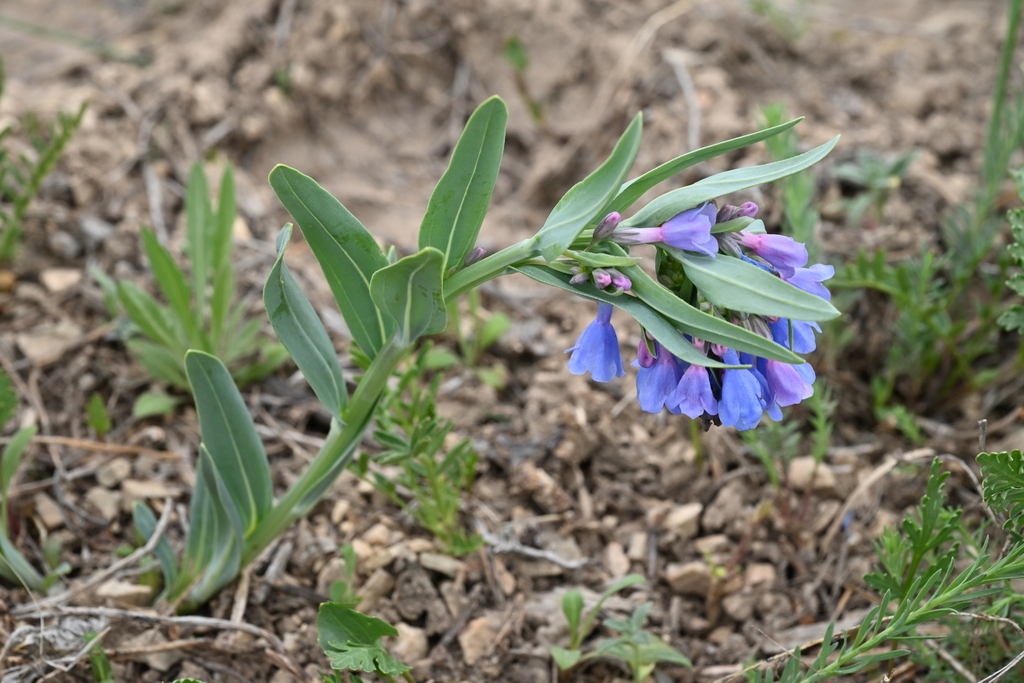 Prairie Bluebells from Jefferson County, CO, USA on April 25, 2024 at ...
