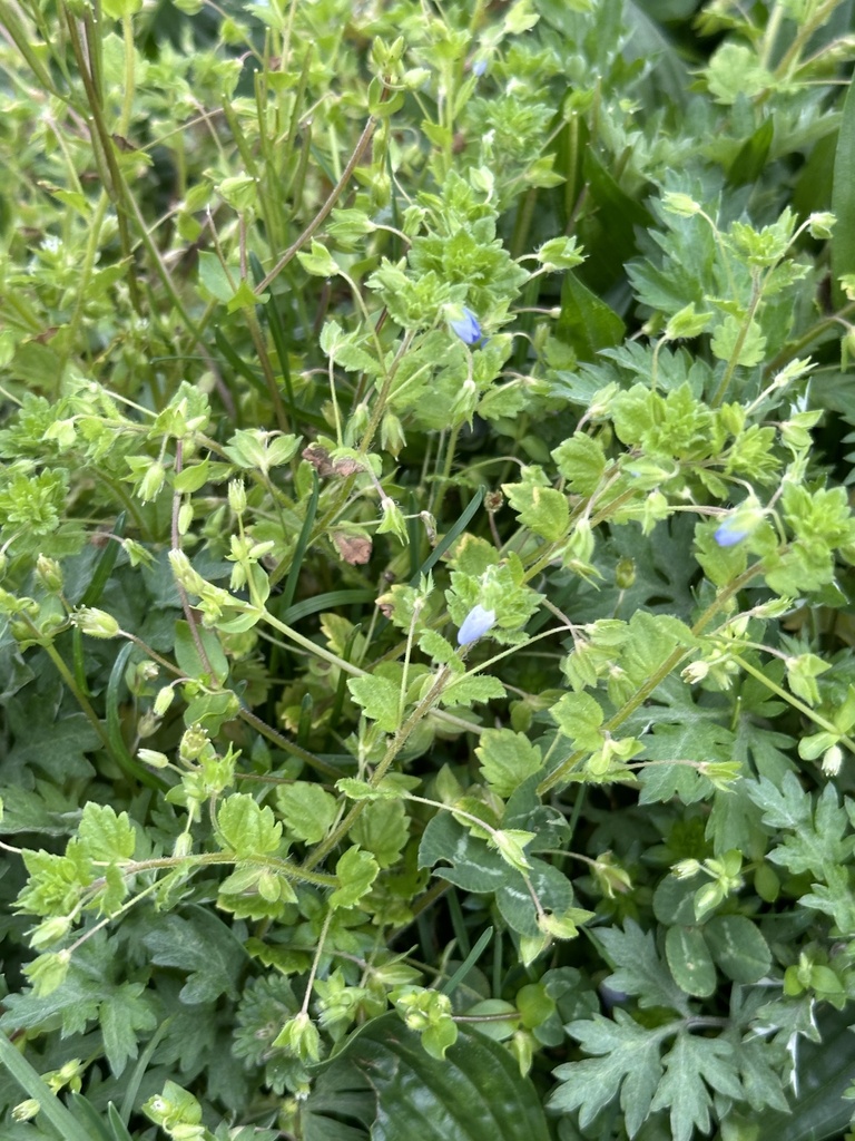 corn speedwell from Long Island, Lake Success, NY, US on April 13, 2024 ...