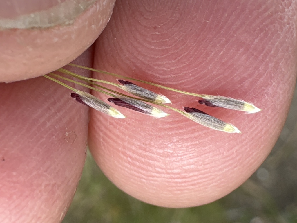 foothill needle grass from Paradise Canyon Park, San Diego, CA, US on ...