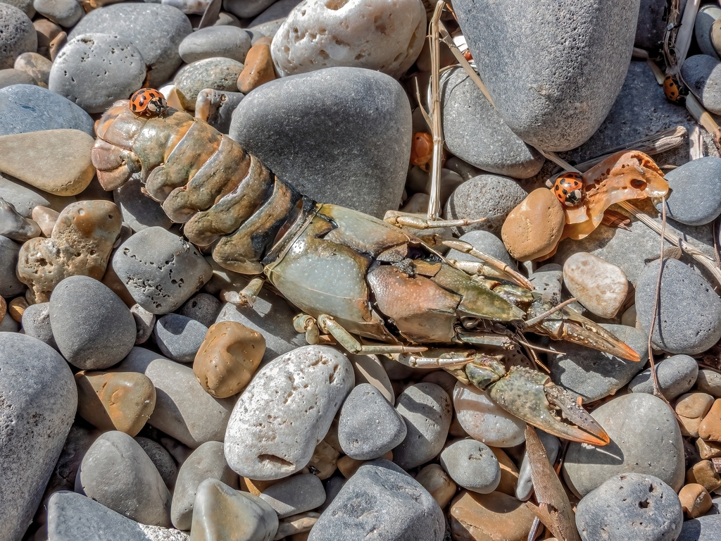 Calico Crayfish from Haldimand, ON, Canada on April 25, 2024 by Robert ...