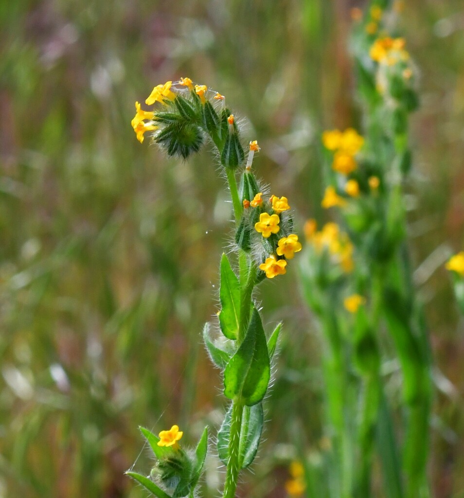 tarweed fiddleneck from Richland, WA, USA on April 25, 2024 at 10:02 AM ...