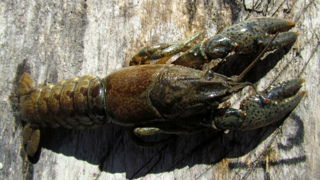 Virile Crayfish from Old Mill, York, ON, Canada on April 25, 2024 at 03 ...