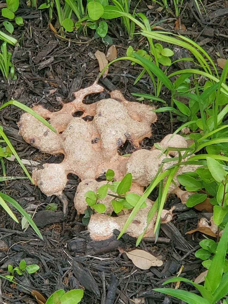Dog Vomit Slime Mold from Southwest Carrollton, Carrollton, TX, USA on ...