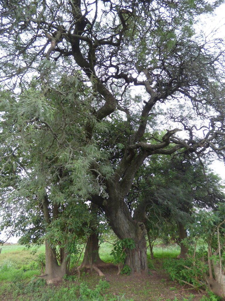 White Carob Tree in April 2024 by Pablo H Capovilla · iNaturalist