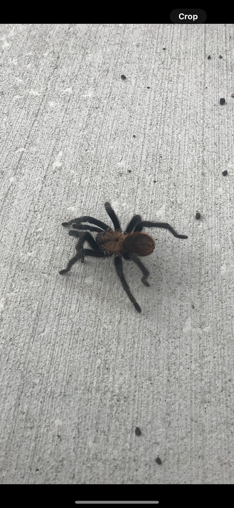 Texas Brown Tarantula from Webster State Park, Stockton, KS, US on ...