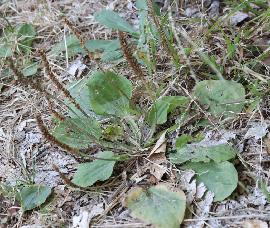 greater plantain from Queen Charlotte Dr, Shakespeare Bay 7281, New ...