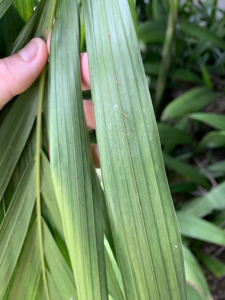 Alexandra Palm from Normanby Tce, Kelvin Grove, QLD, AU on April 26 ...