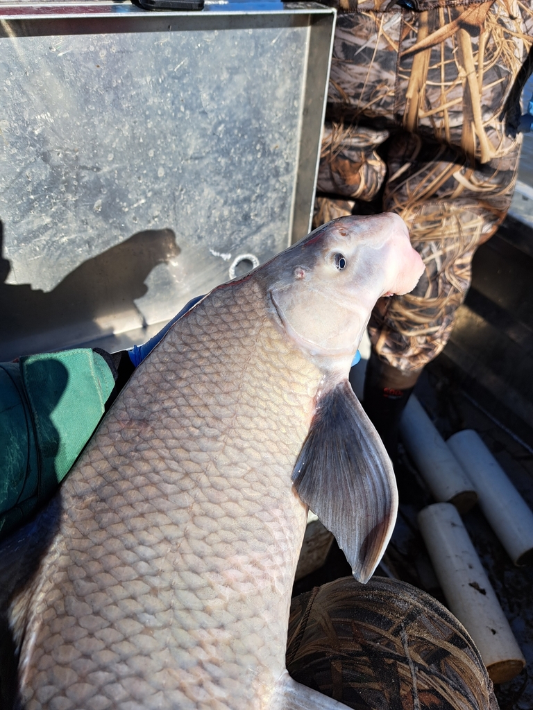 Blue Sucker from Plattsmouth, NE 68048, USA on March 19, 2024 at 10:00 ...