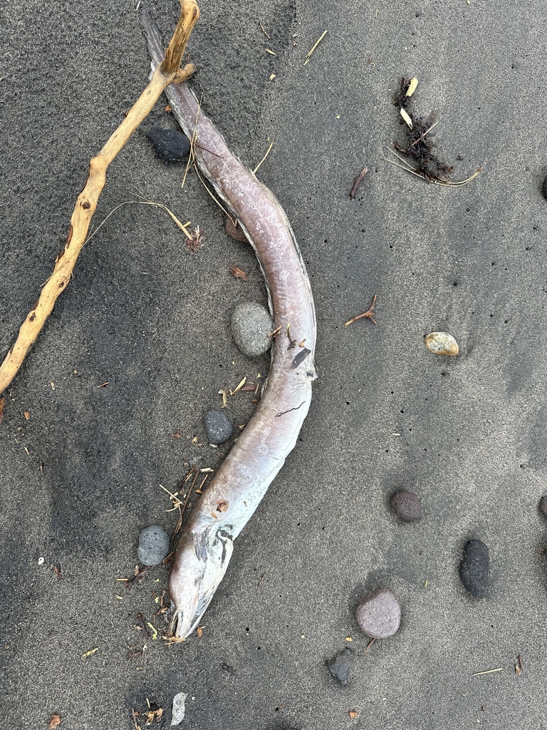 True Eels from South Taranaki, NZ-TK, NZ on April 26, 2024 at 10:56 AM ...