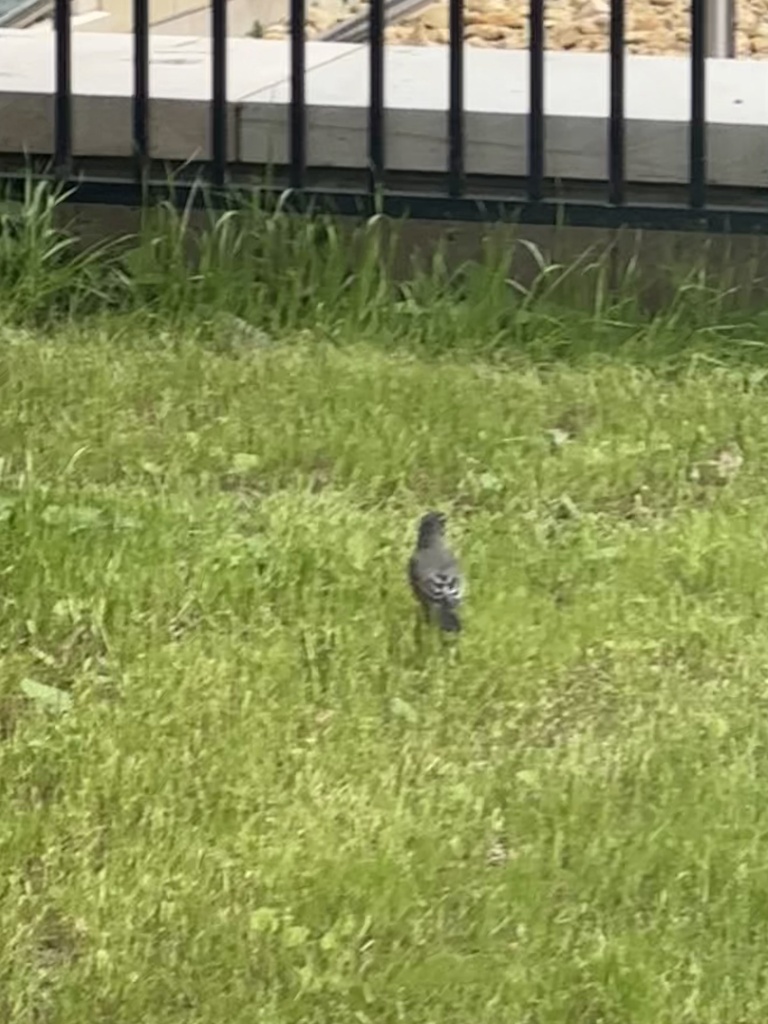 American Robin from Indiana University of Pennsylvania, Indiana, PA, US ...