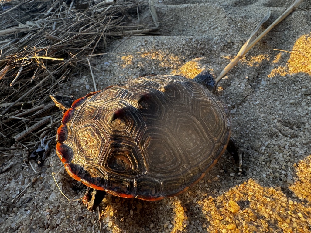 Northern Diamondback Terrapin in April 2024 by Elizabeth Axley. dead ...