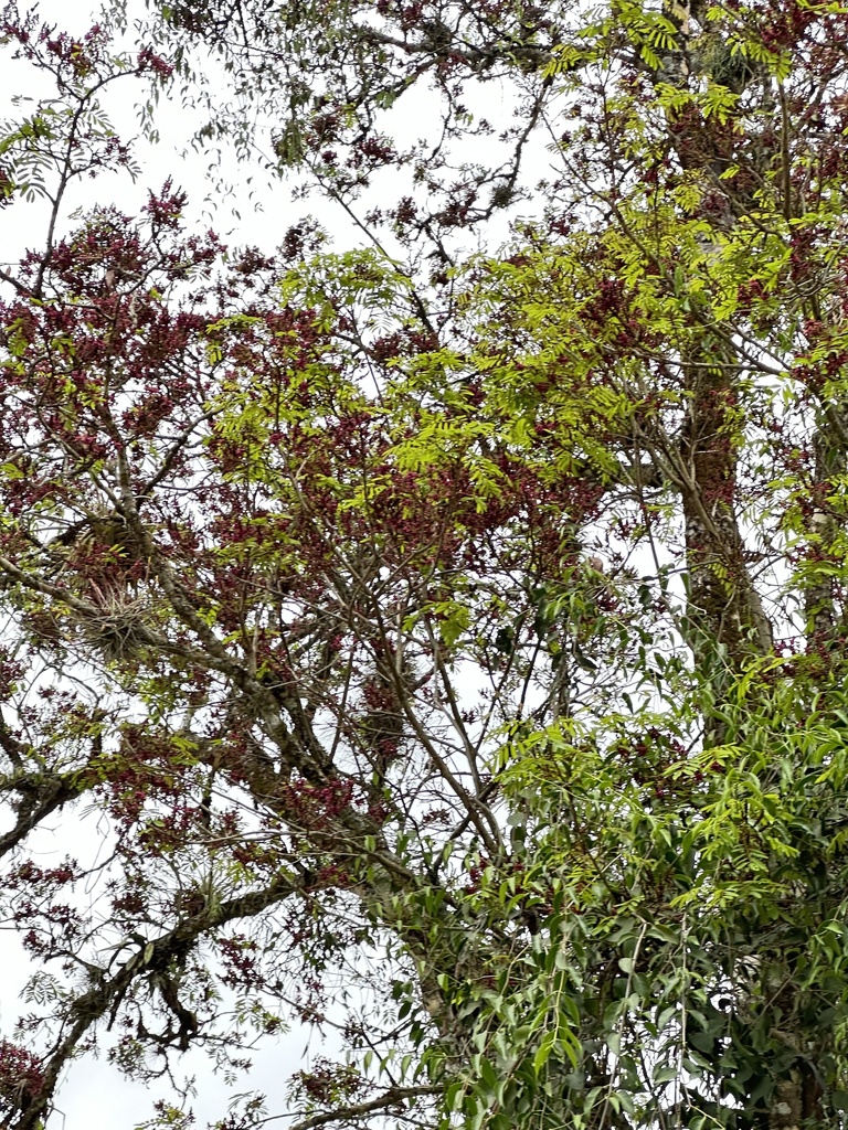 Lonchocarpus rugosus from Sierra Gorda Biosphere Reserve, Landa de ...
