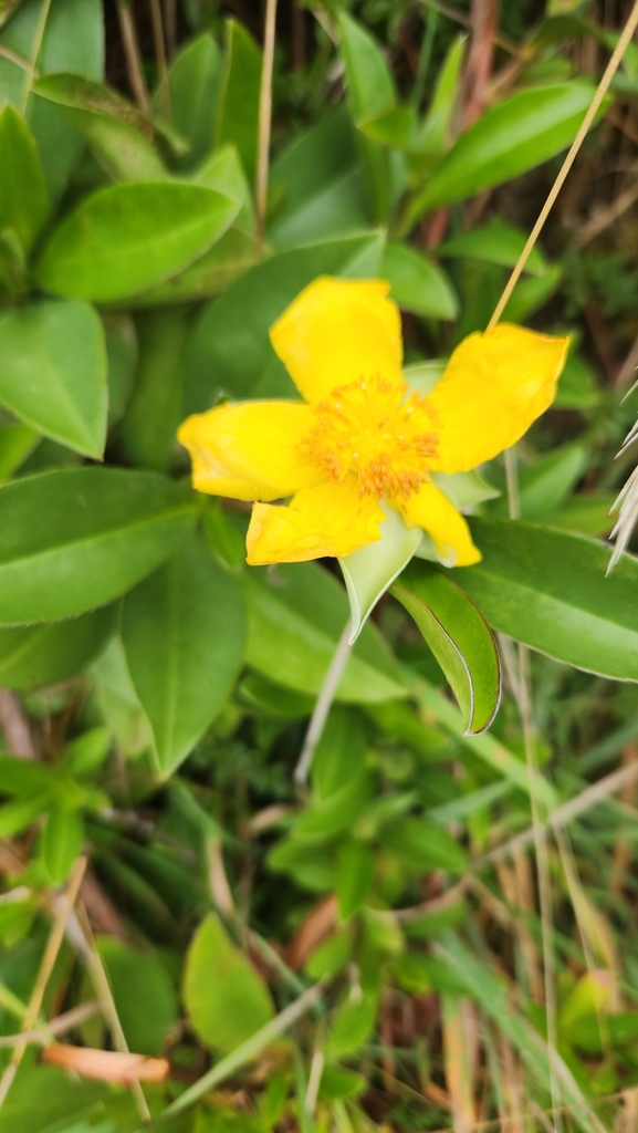Climbing Guinea flower from Apollo Bay VIC 3233, Australia on April 26 ...