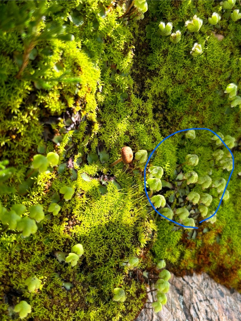 California asterella from Los Angeles County, CA, USA on March 22, 2024 ...