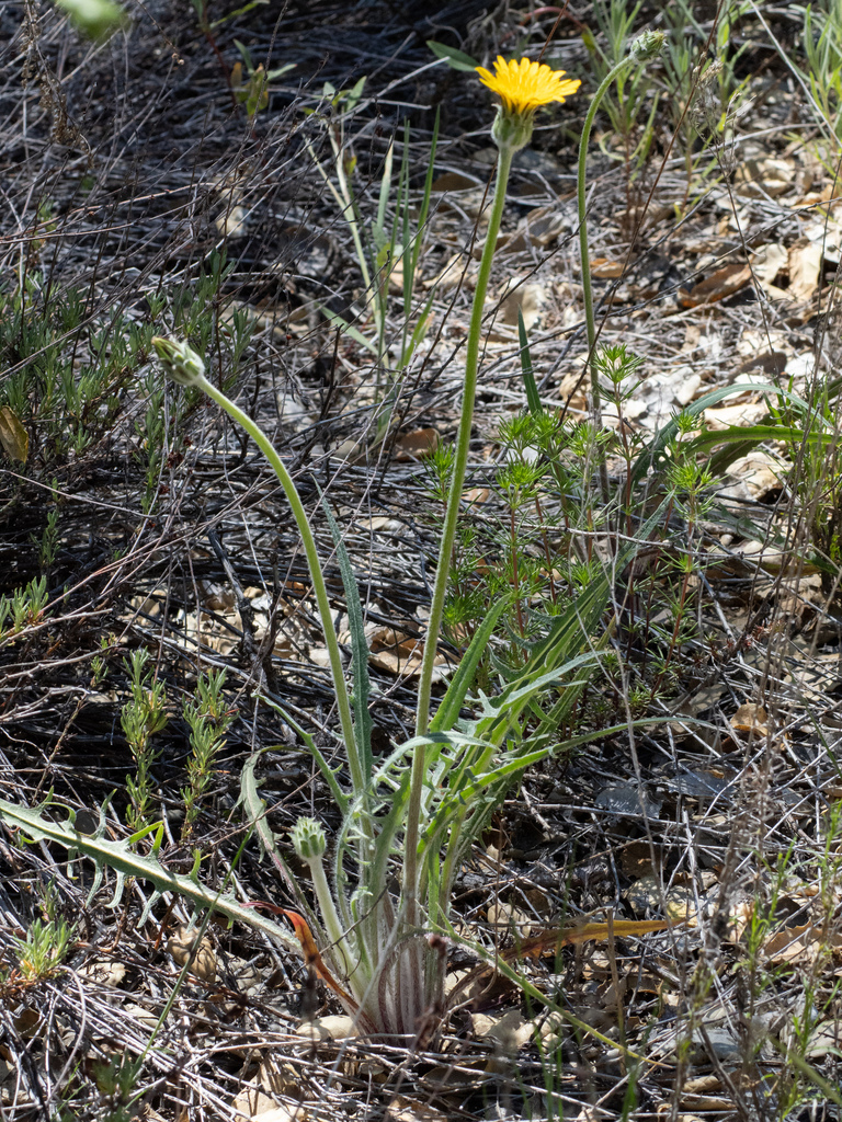 spearleaf agoseris from San Diego County, CA, USA on April 23, 2024 at ...