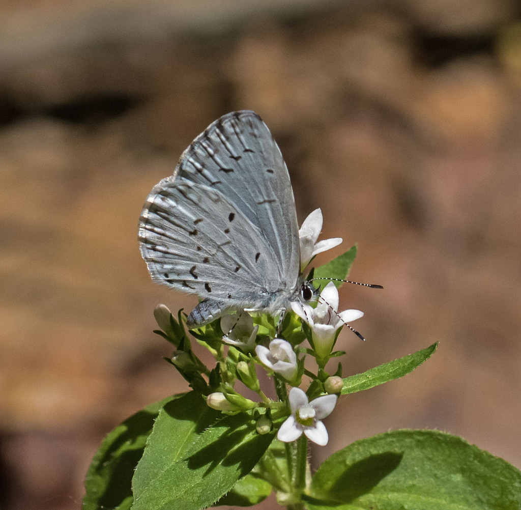 Summer Azure from Oregon Ridge Park, Cockeysville, MD 21030, USA on ...