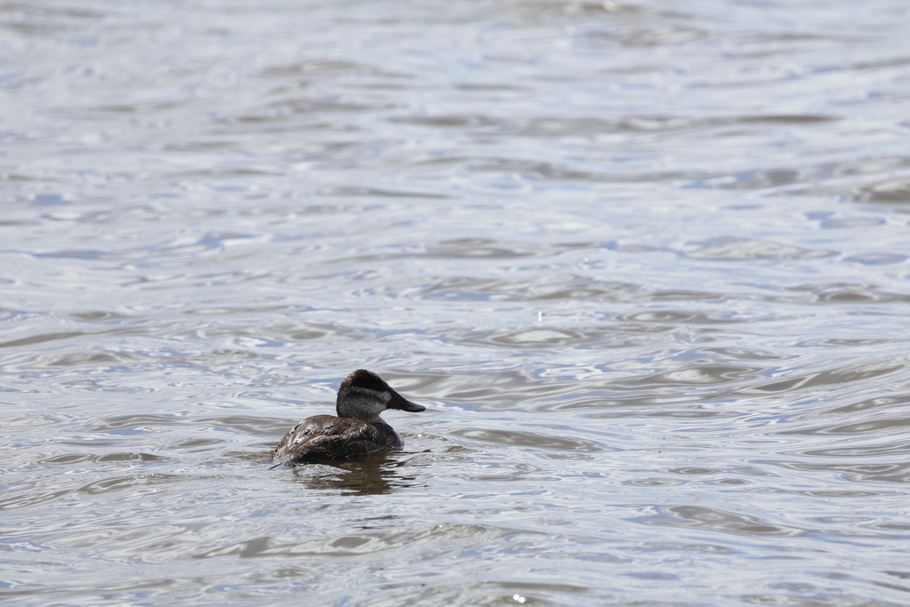 Ruddy Duck from Frank Lake Outflow/Blind, AB on April 25, 2024 at 12:47 ...