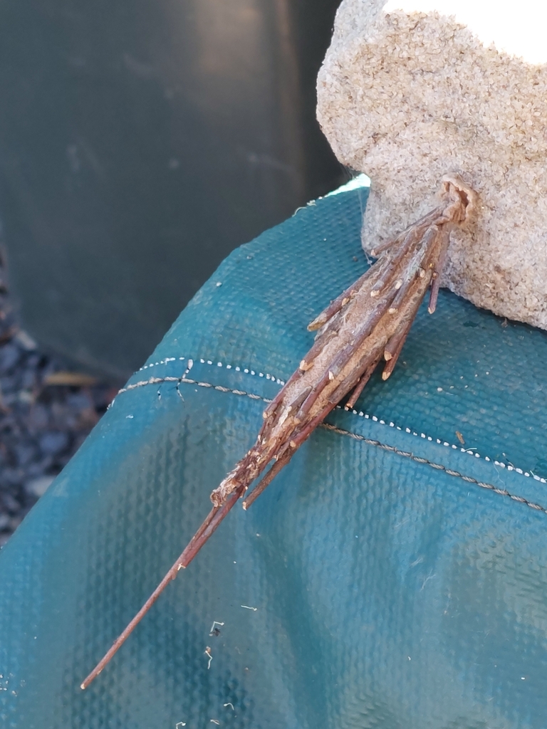 Saunder's Case Moth from Pennant Hills NSW 2120, Australia on April 26 ...