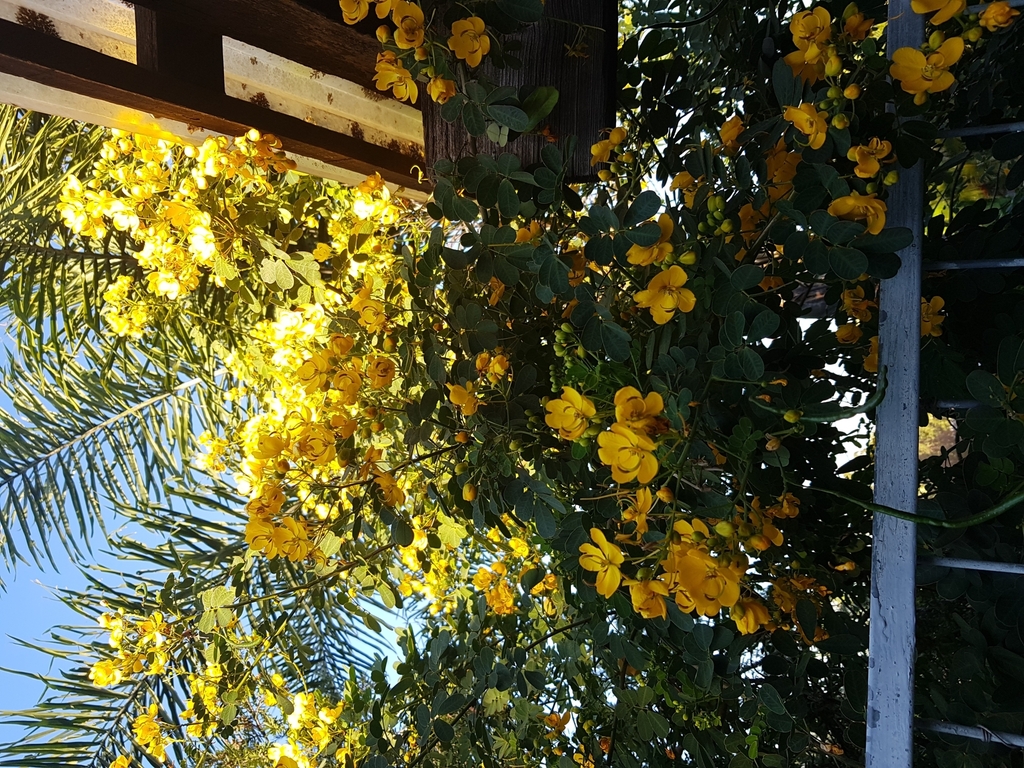 Easter Cassia from Beenleigh QLD 4207, Australia on April 26, 2024 at ...