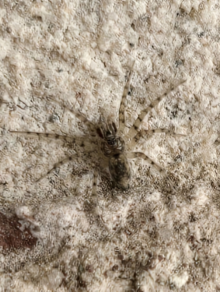 Wall Spiders in April 2024 by Kimberlie Sasan · iNaturalist