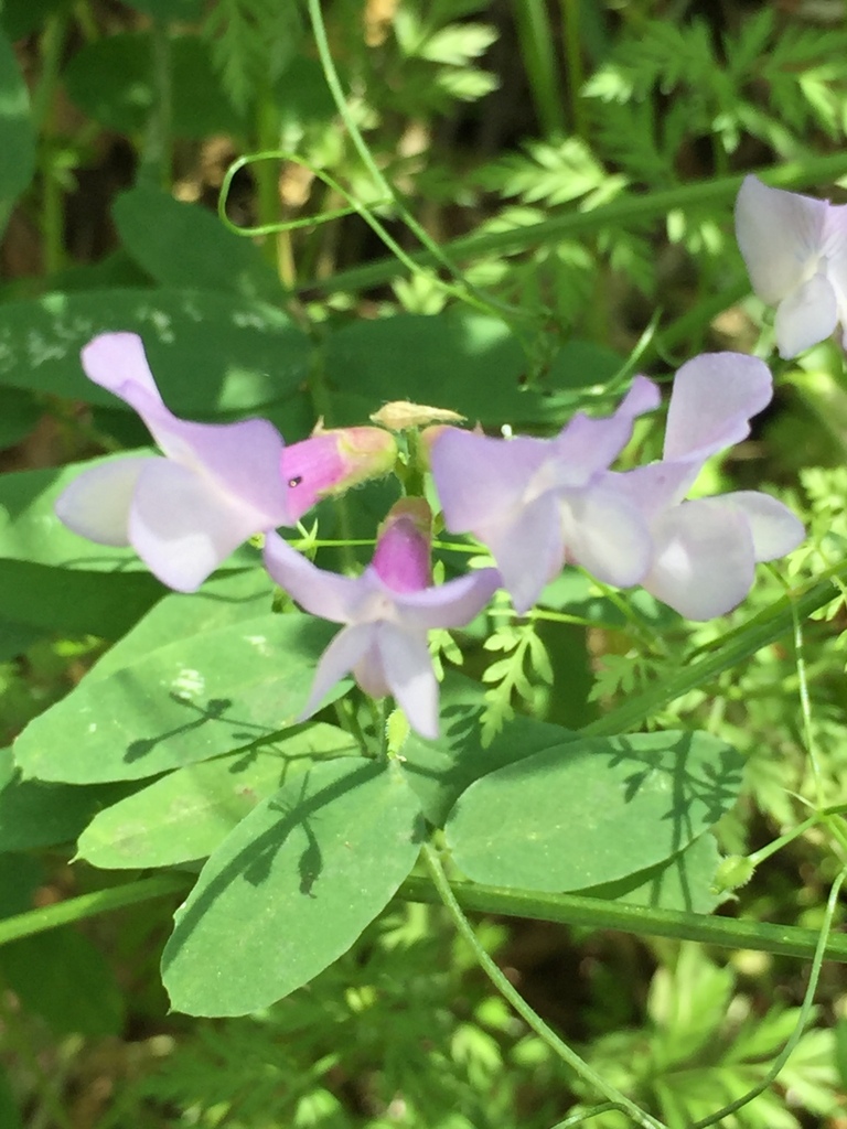 American vetch from Mount Diablo State Park on April 25, 2024 at 02:04 ...