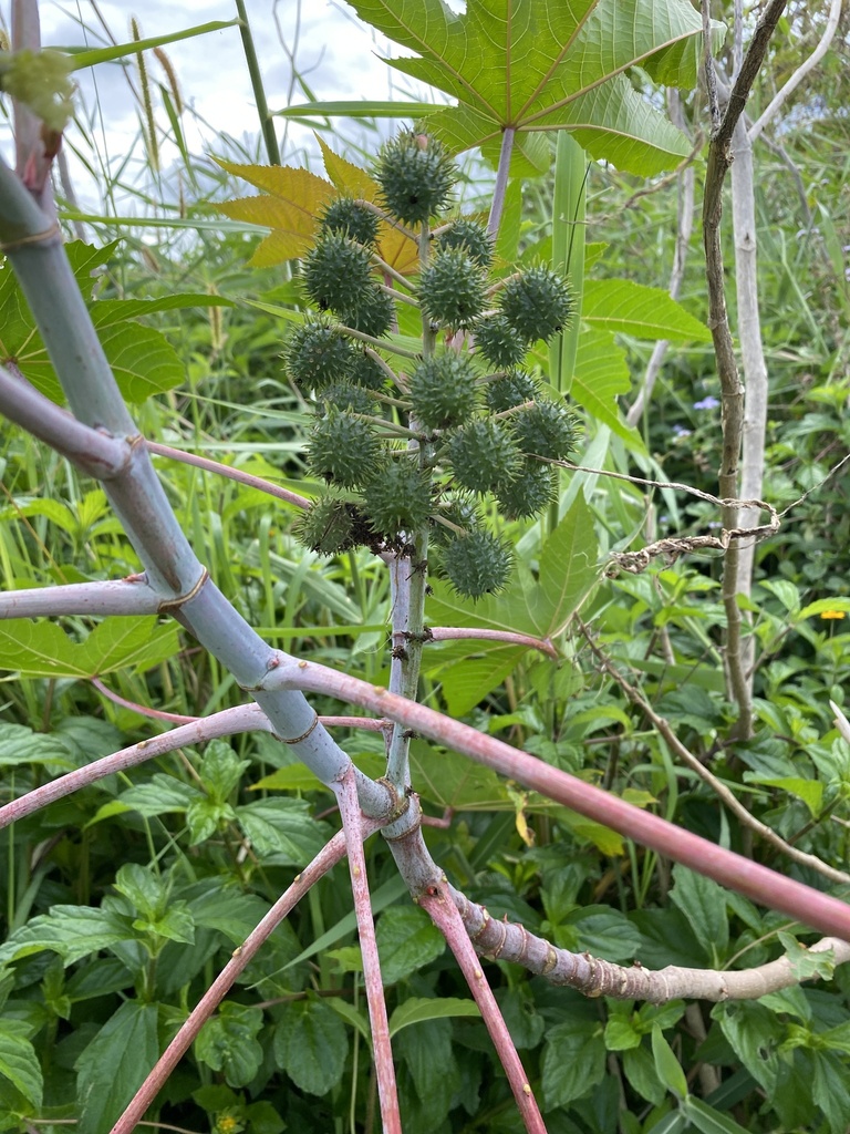 castor bean from Logan River Parklands, Beenleigh, QLD, AU on April 26 ...