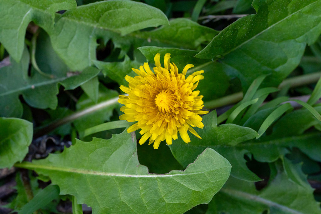 common dandelion from Southgate, Wellington 6023, New Zealand on April ...