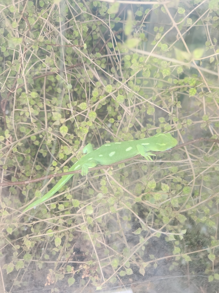 Barking gecko in April 2024 by Luka Andic · iNaturalist