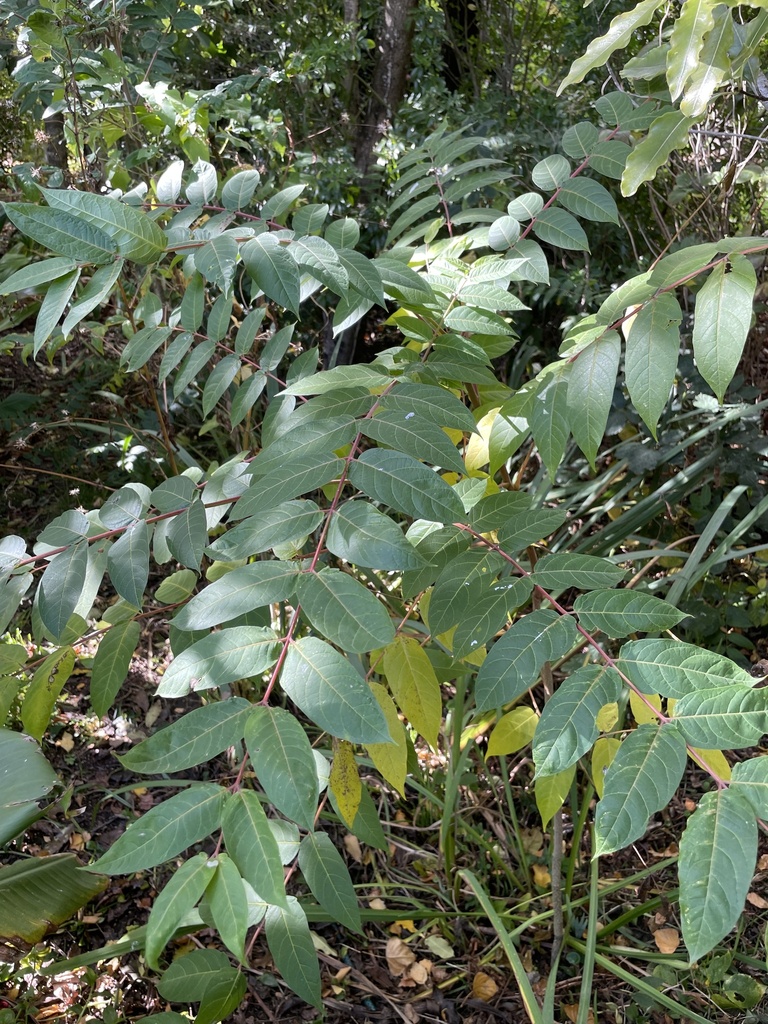 tree-of-heaven from North Island / Te Ika-a-Māui, Masterton, Wellington ...