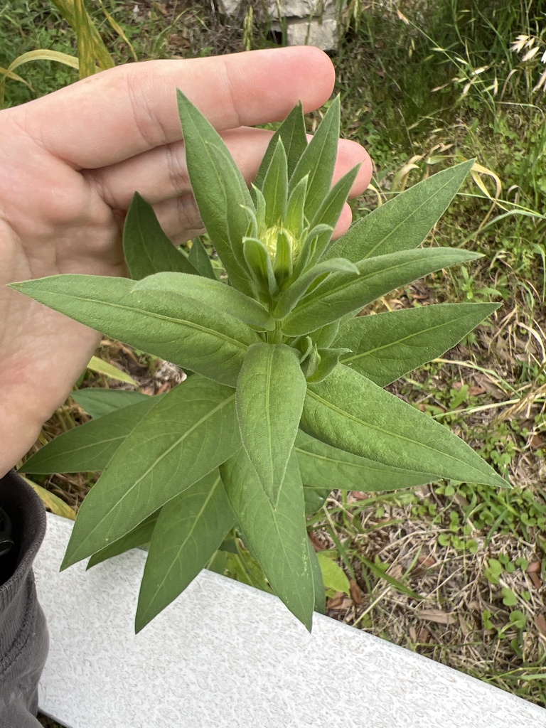 American basketflower from Barn Swallow Dr, Austin, TX, US on April 25 ...