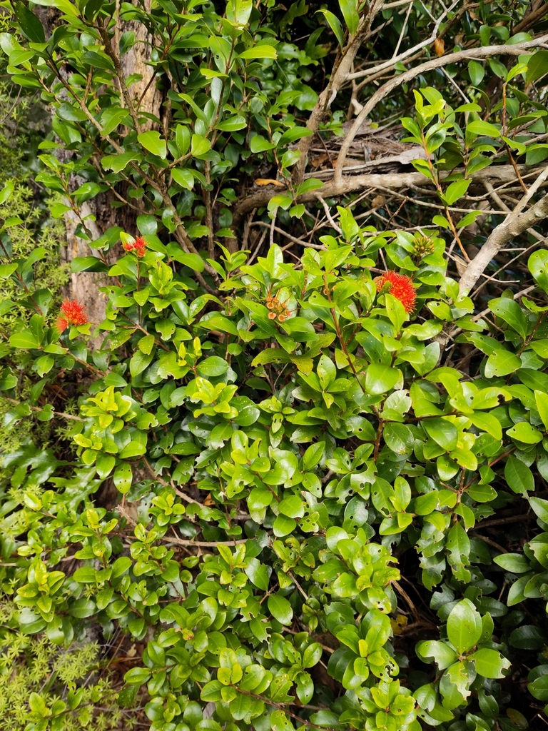 Scarlet rātā vine from Eastbourne Domain, Hutt city, NZ-WG, NZ on April ...