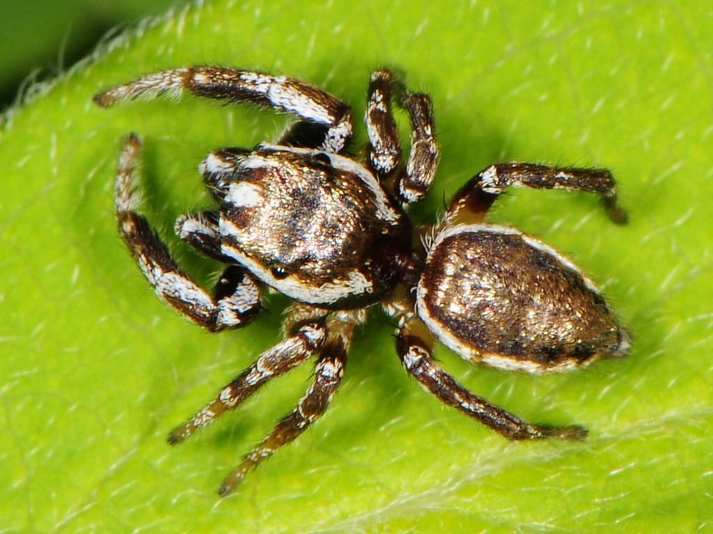 Thin-spined White-cheeked Jumping Spider (TN Jumping Spiders) · iNaturalist