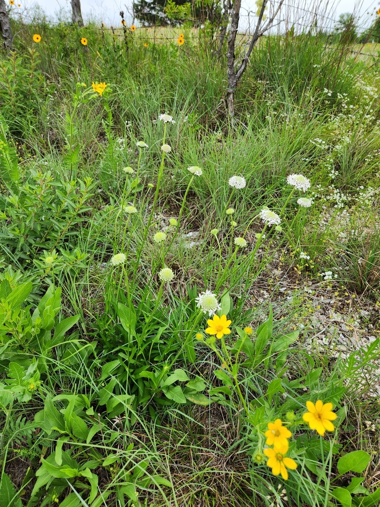 Barbara's-buttons from Italy, TX 76651, USA on April 25, 2024 at 03:12 ...