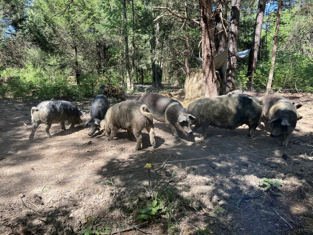 Wild Boar from Alamance County, NC, USA on April 18, 2024 at 03:35 PM ...