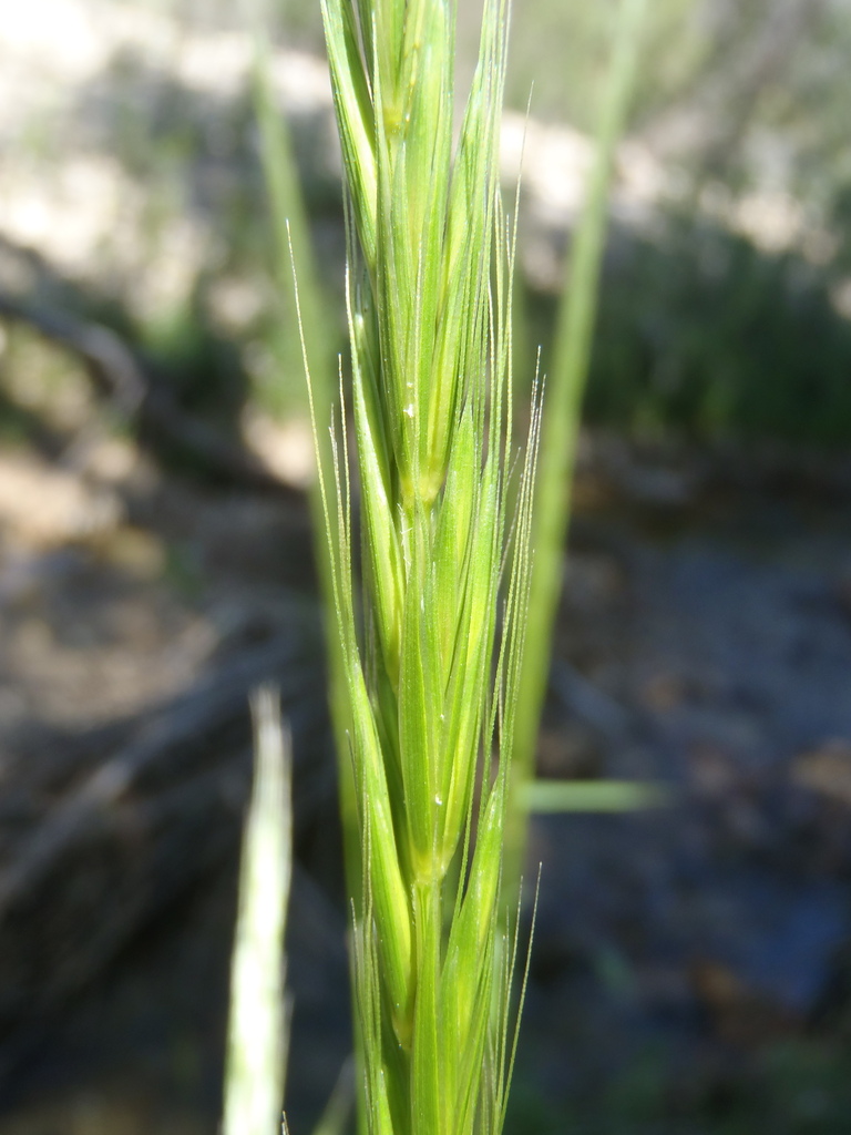 blue wild rye from Pima County, AZ, USA on April 23, 2024 at 11:49 AM ...