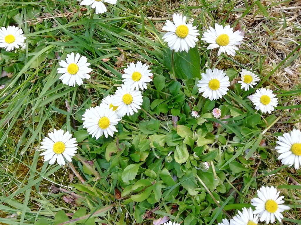 common daisy from Liverpool, UK on April 29, 2019 at 11:57 AM by Ben ...