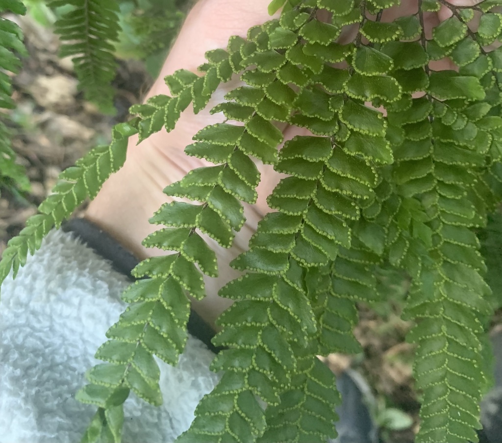 Rough Maidenhair Fern from Glenrock State Conservation Area, Merewether, NSW, AU on April 25 ...