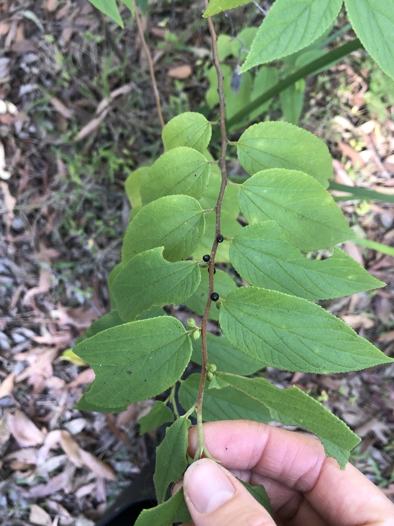 Nettle Tree from Manor Rd, Hornsby, NSW, AU on April 26, 2024 at 11:25 ...