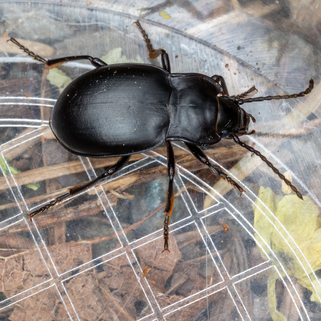 Contracted Bombing Beetle from Canemah Bluff, Oregon City, OR, USA on ...