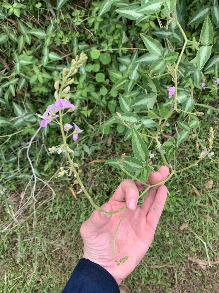 Silverleaf Desmodium from Musgrave St, Toowong, QLD, AU on April 26 ...