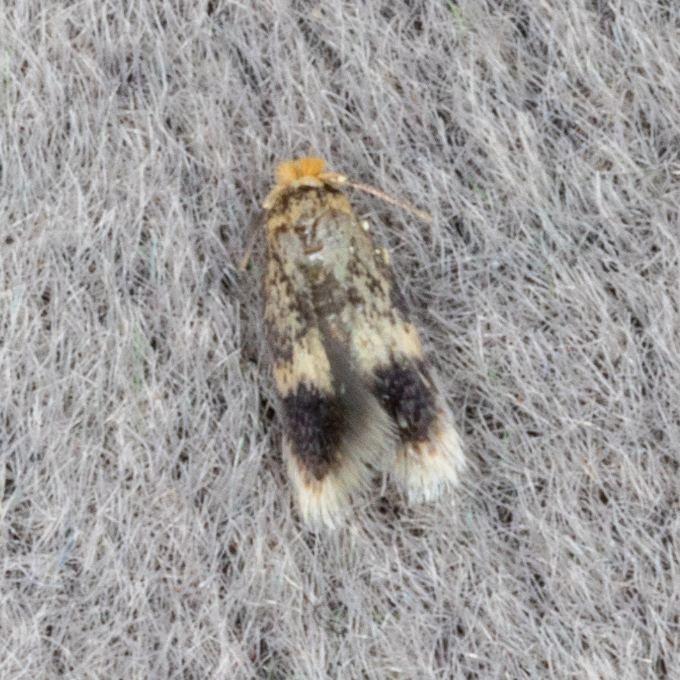 Stigmella salicis from SE 19th Ave, Milwaukie, OR, US on October 12 ...