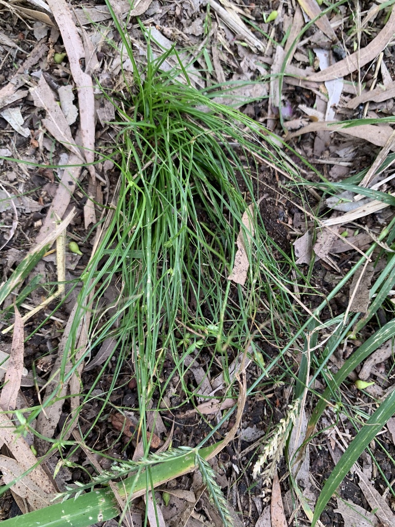 Slender Flat-sedge from Musgrave St, Toowong, QLD, AU on April 26, 2024 ...
