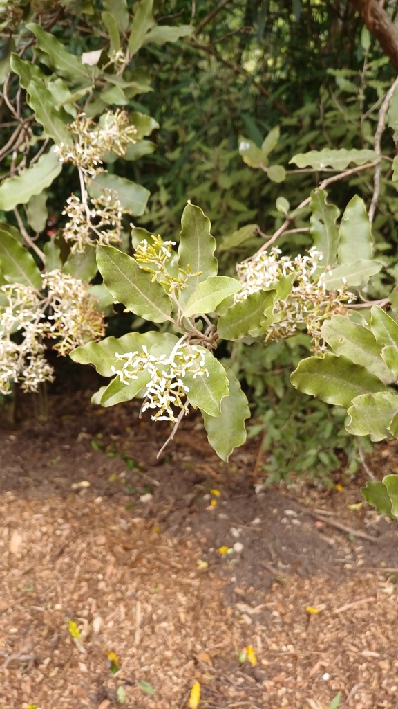 Akiraho from Wellington on April 26, 2024 at 01:57 PM by Adam ...