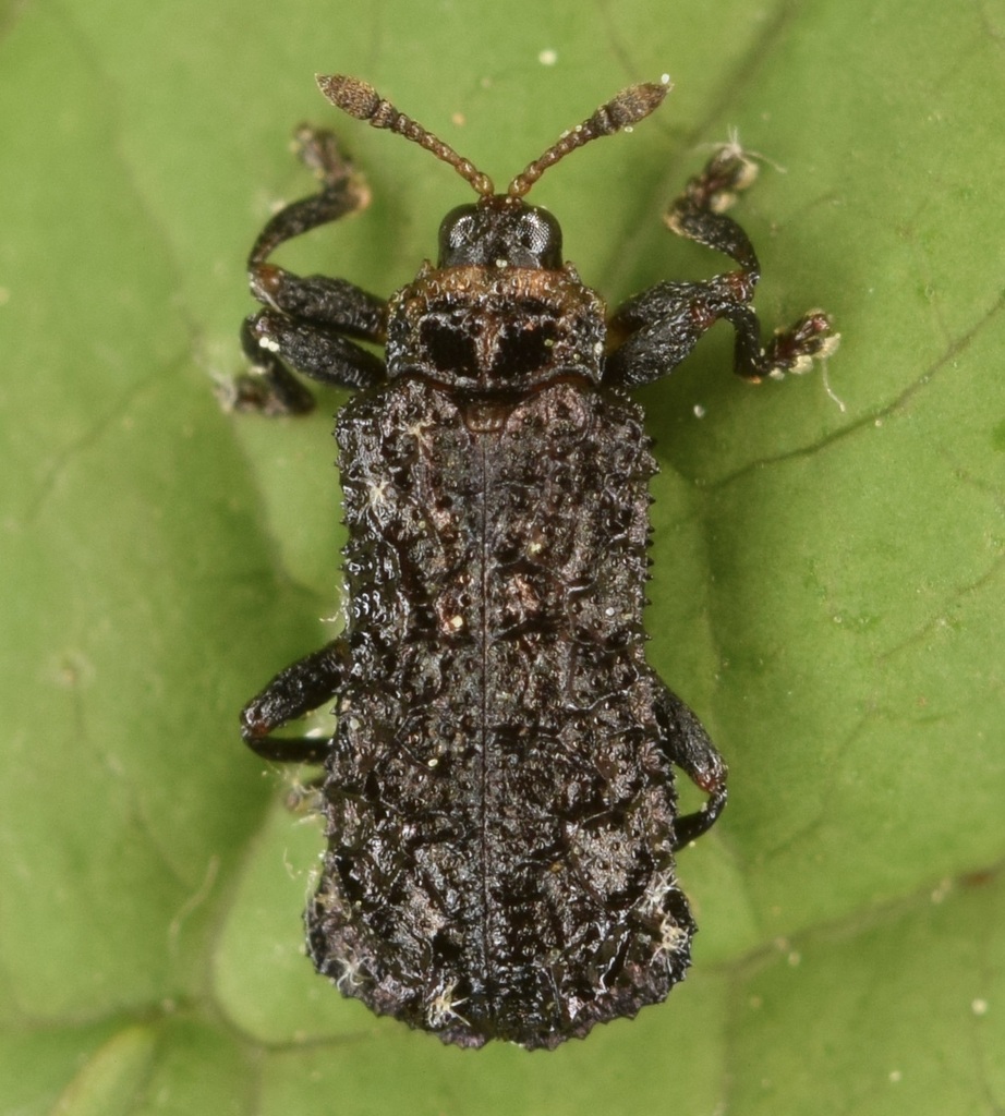 Trumpet Creeper Leafminer from Canton, GA, USA on April 25, 2024 at 05: ...